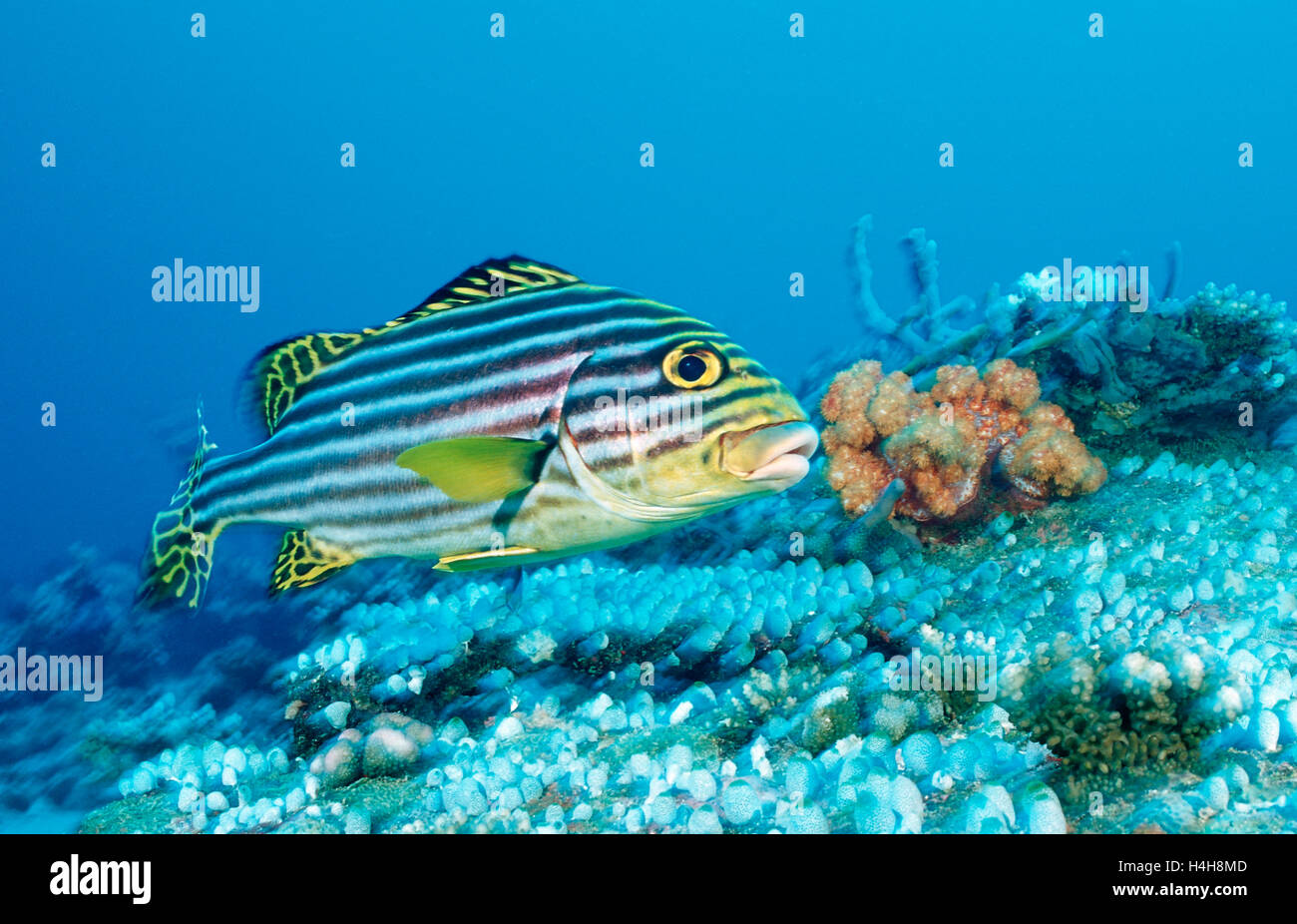 Oriental Sweetlips (Plectorhinchus vittatus), Maldive Islands, Indian ...