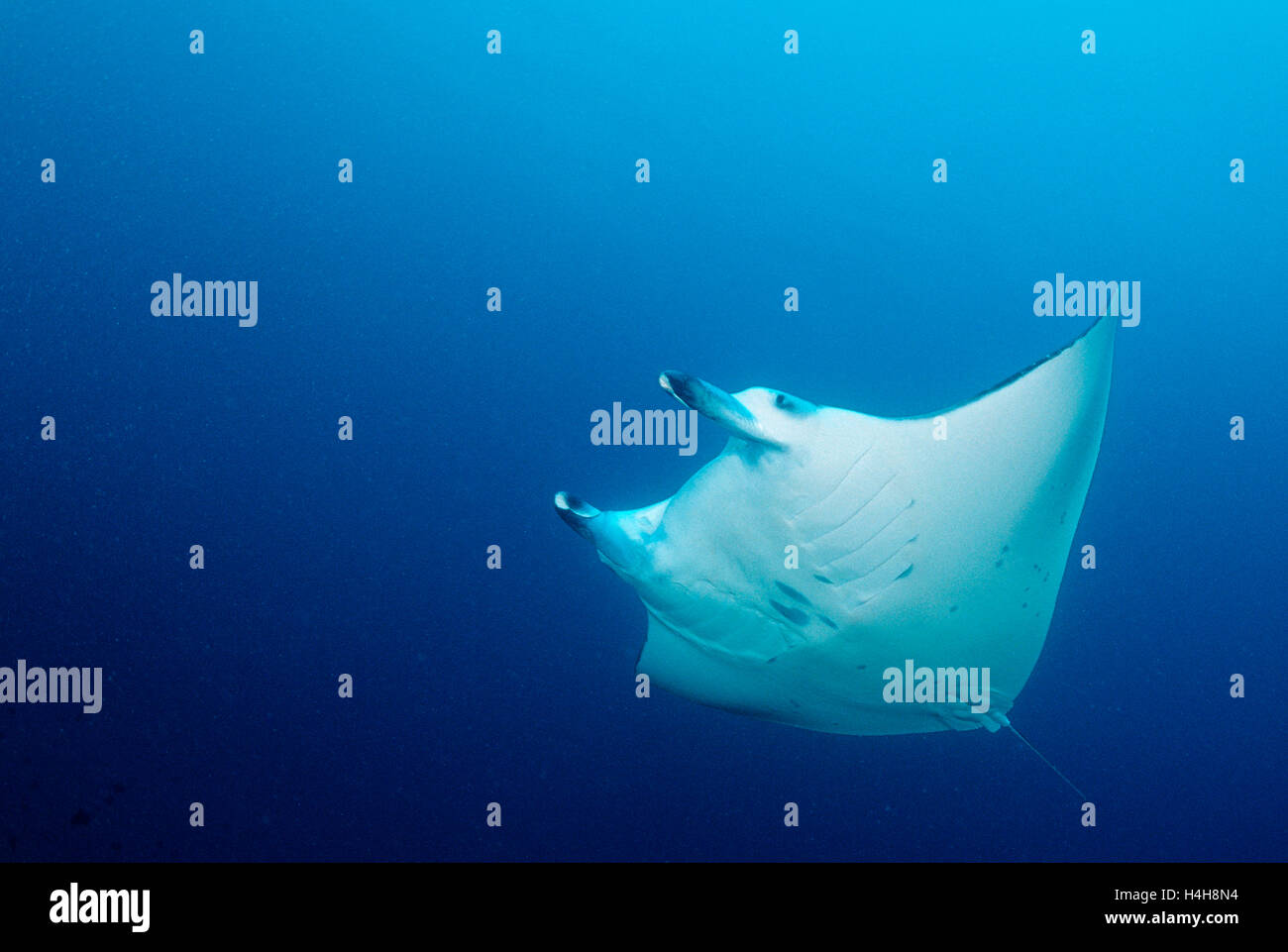 Manta Ray (Manta birostris), Maldive Islands, Indian Ocean Stock Photo ...