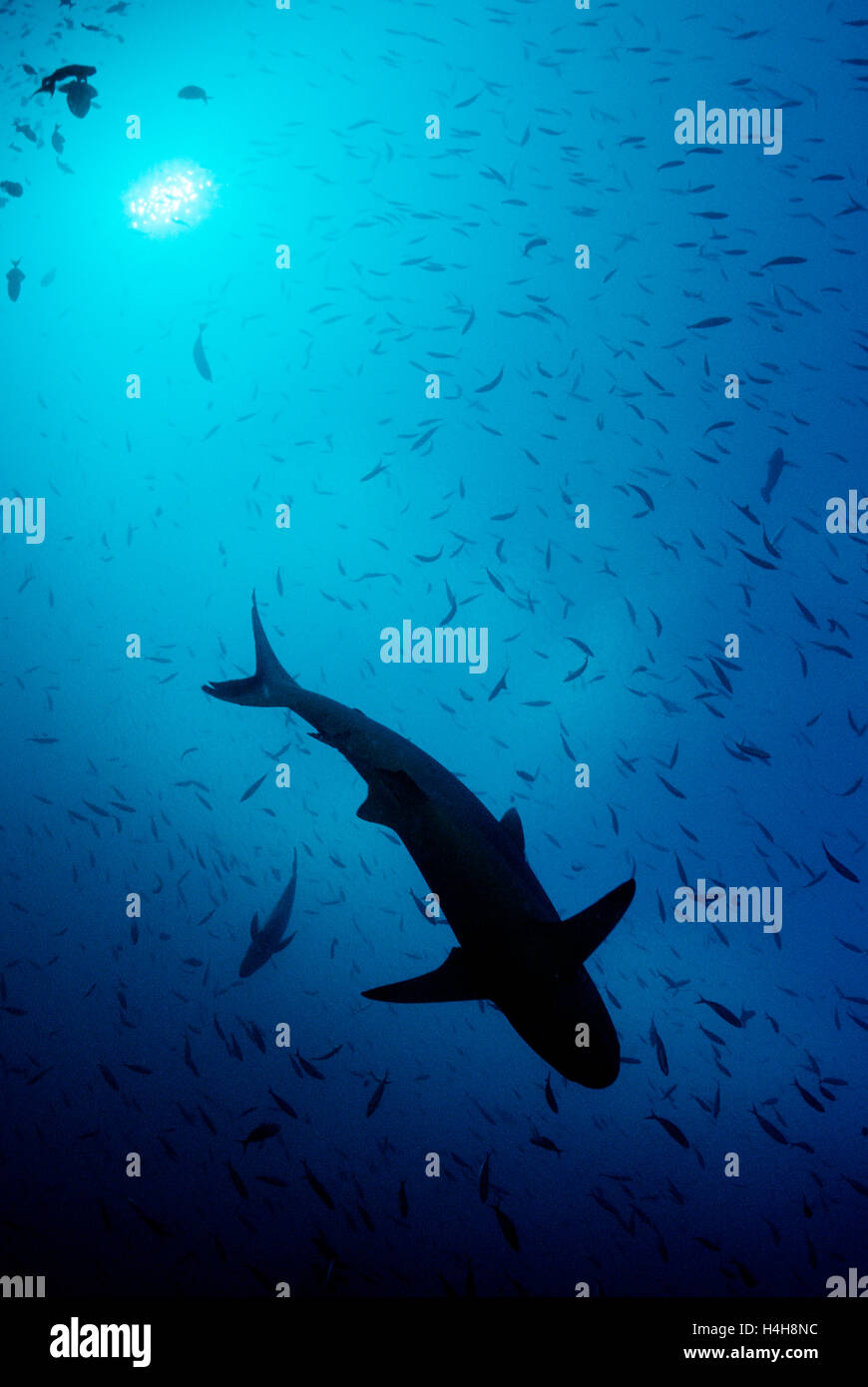 Grey Reef Shark (Carcharhinus amblyrhynchos), Maldive Islands, Indian ...