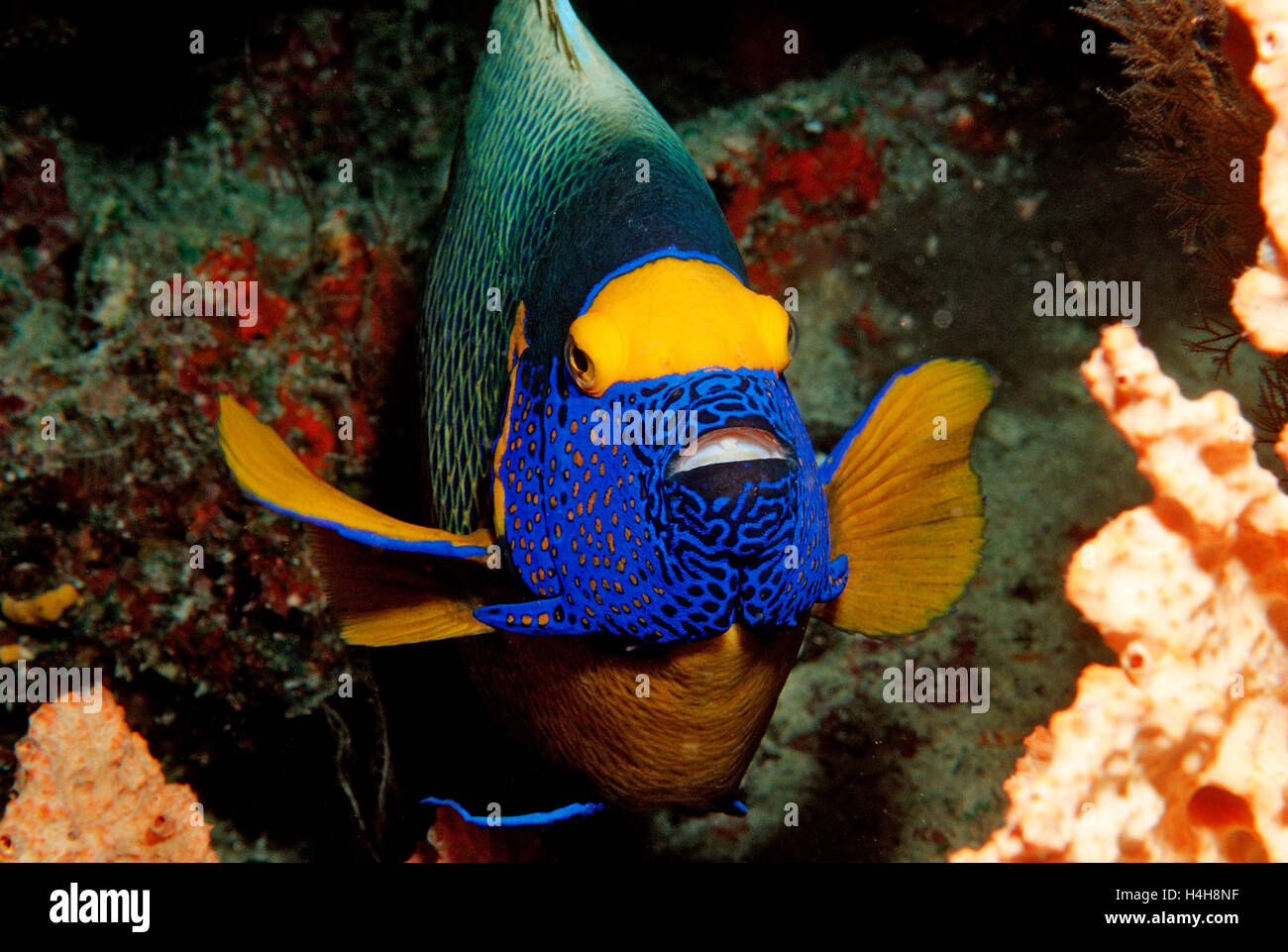 Yellow-mask Angelfish (Pomacanthus xanthometopon), Maldive Islands ...