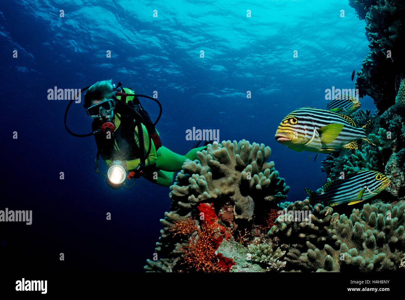 Scuba diver at a coral reef, Maldive Islands, Indian Ocean Stock Photo ...