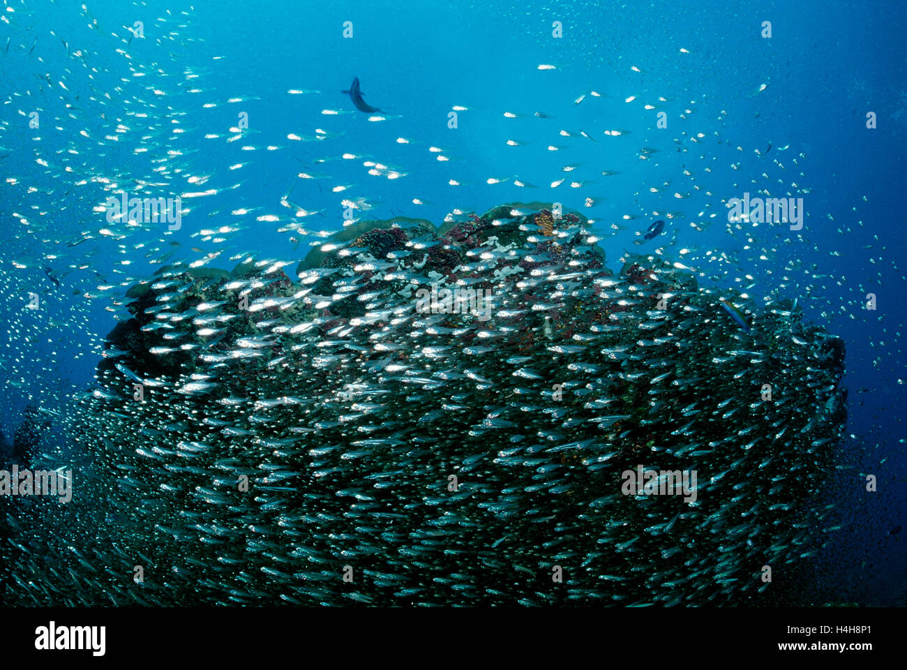 Pygmy Sweeper (Parapriacanthus ransonneti), Maldive Islands, Indian ...