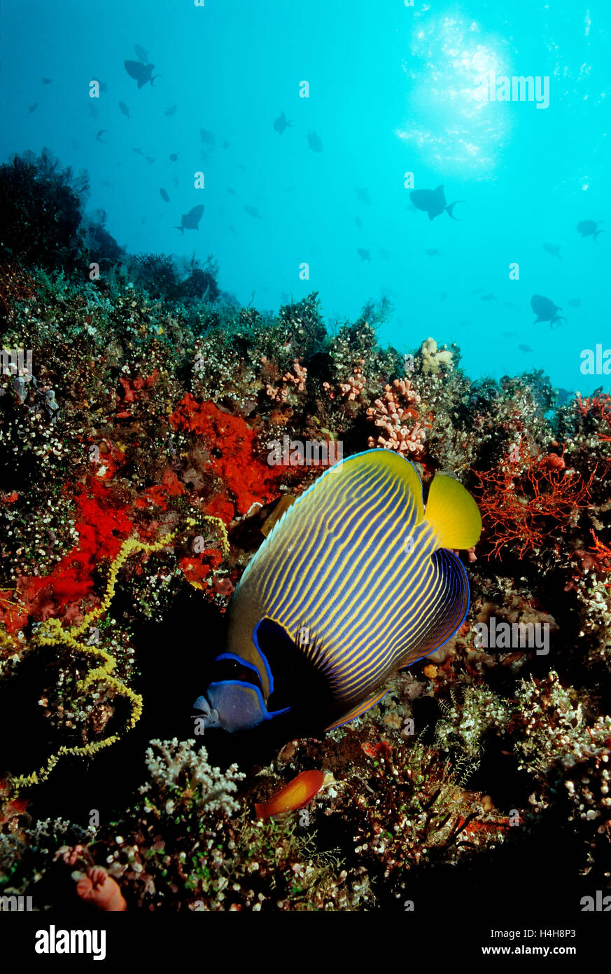 Yellowface angelfish (Pomacanthus xanthometopon), Maldives Island ...