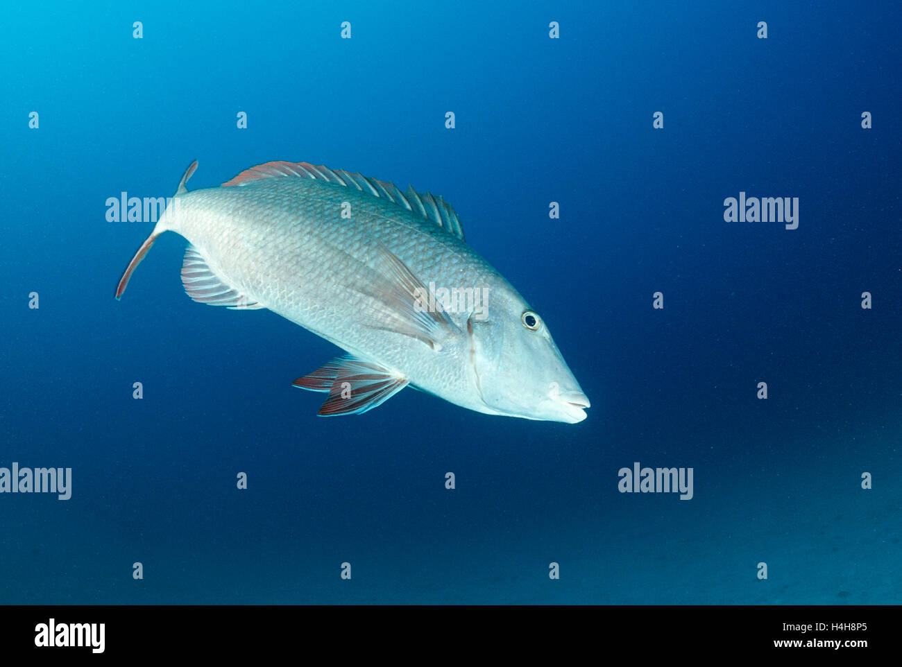 Miniatus Stock Photos & Miniatus Stock Images - Alamy