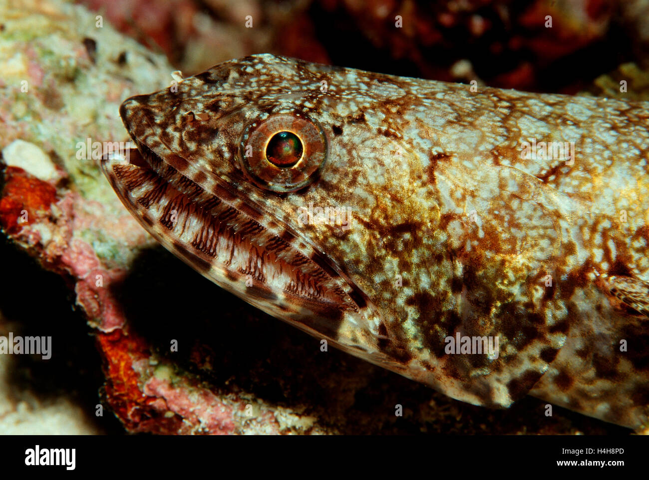 Variegated lizardfish (Synodus variegatus), Maldives Island, Indian ...