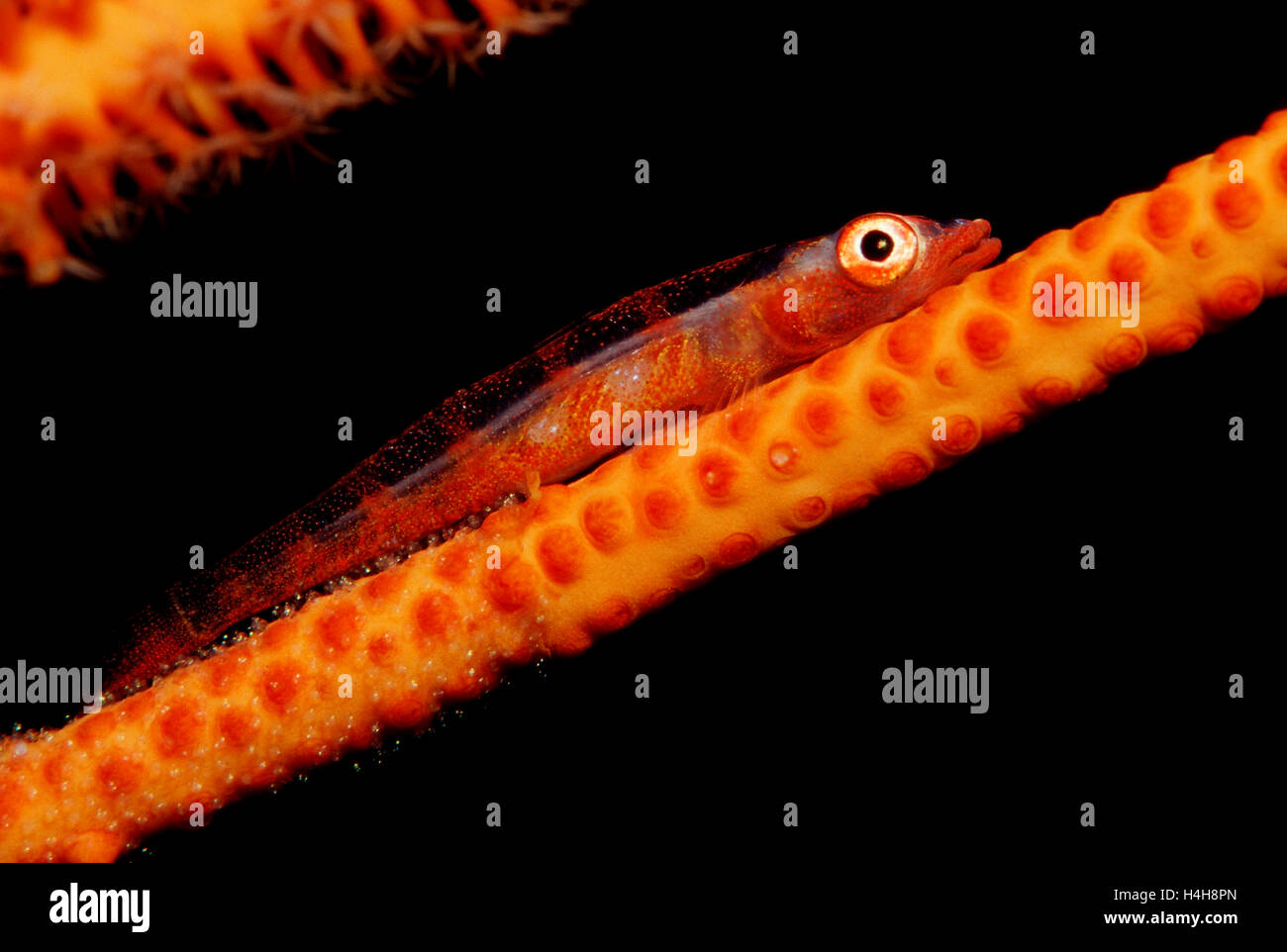 Whip coral goby (Bryaninops yongei), Maldives Island, Indian Ocean ...