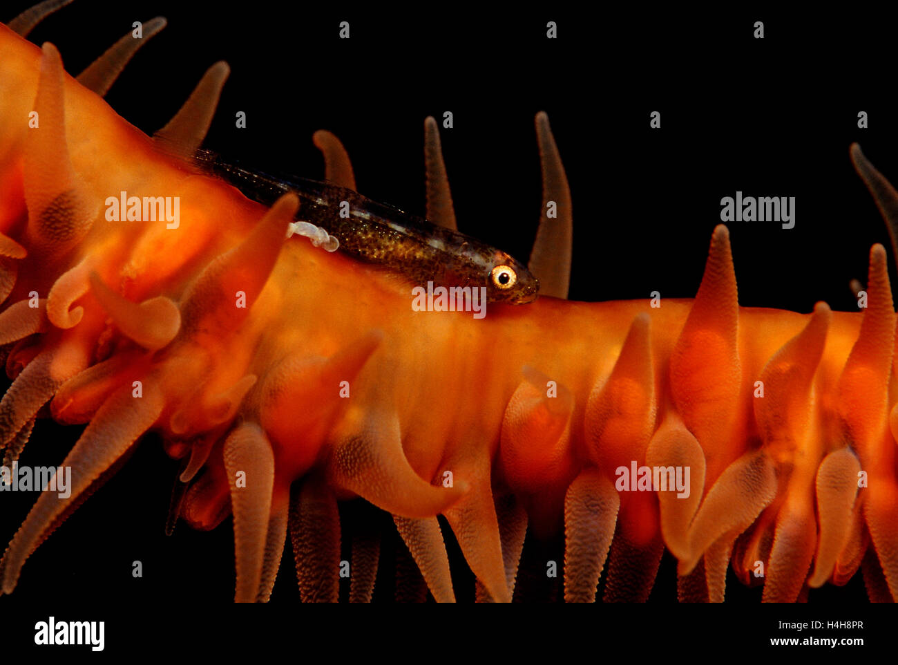 Whip coral goby (Bryaninops yongei), Maldives Island, Indian Ocean ...