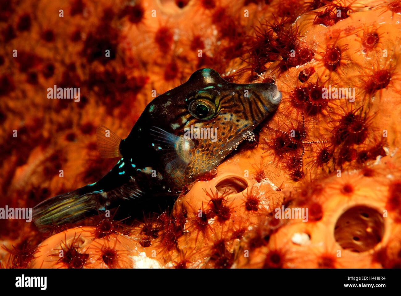Black-saddled toby or Valentinni's sharpnose puffer (Canthigaster ...