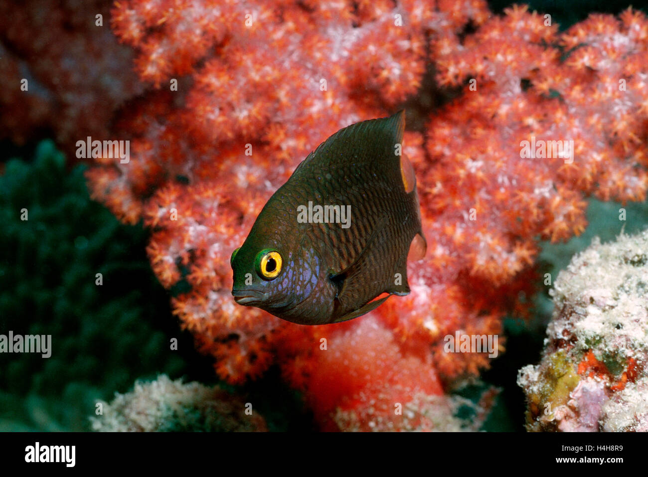 Whitespotted devil (Plectroglyphidodon lacrymatus), Maldives Island ...