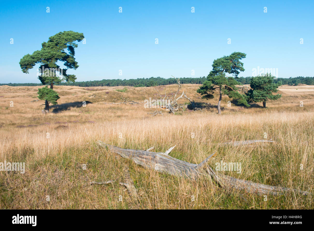 Pine trees (Pinus sylvestris) among the dunes, Hoge Veluwe National ...