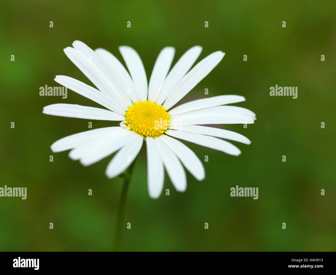 Daisy (Leucanthemum vulgare Stock Photo - Alamy