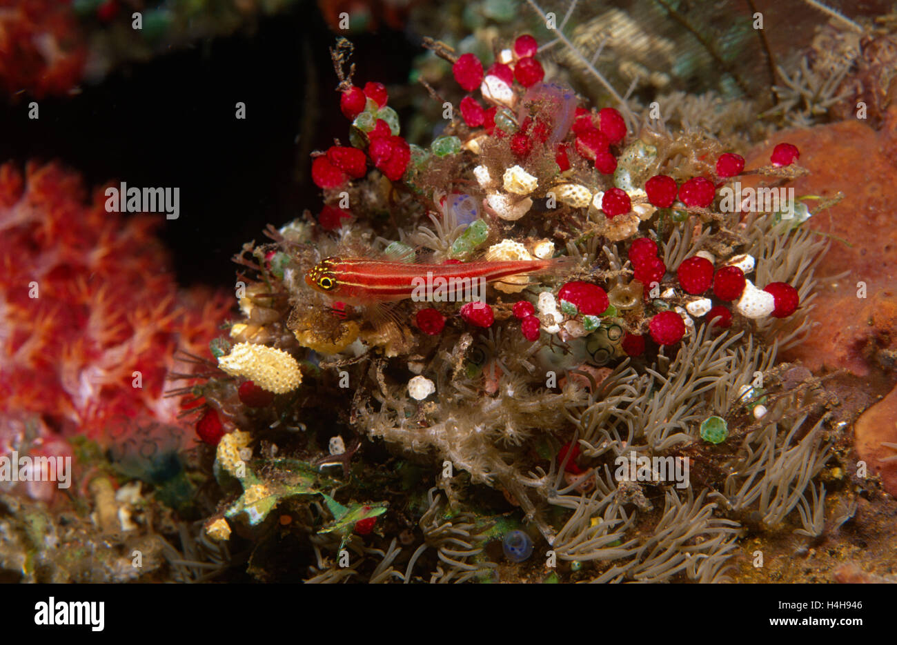 Asian sea squirt hi-res stock photography and images - Alamy