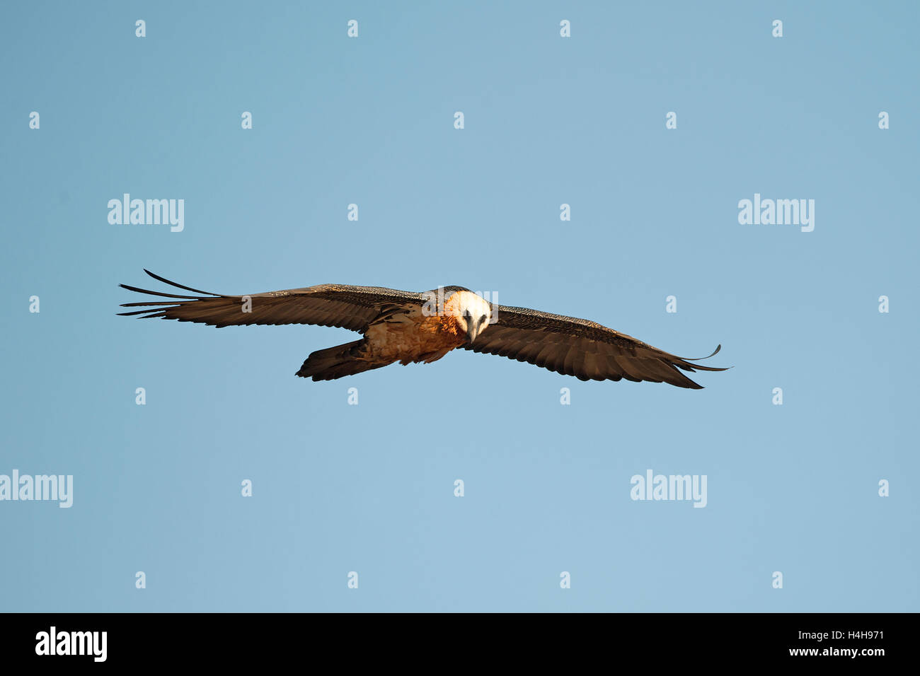 Bearded vulture in flight (Gypaetus barbatus), Giant's Castle National ...