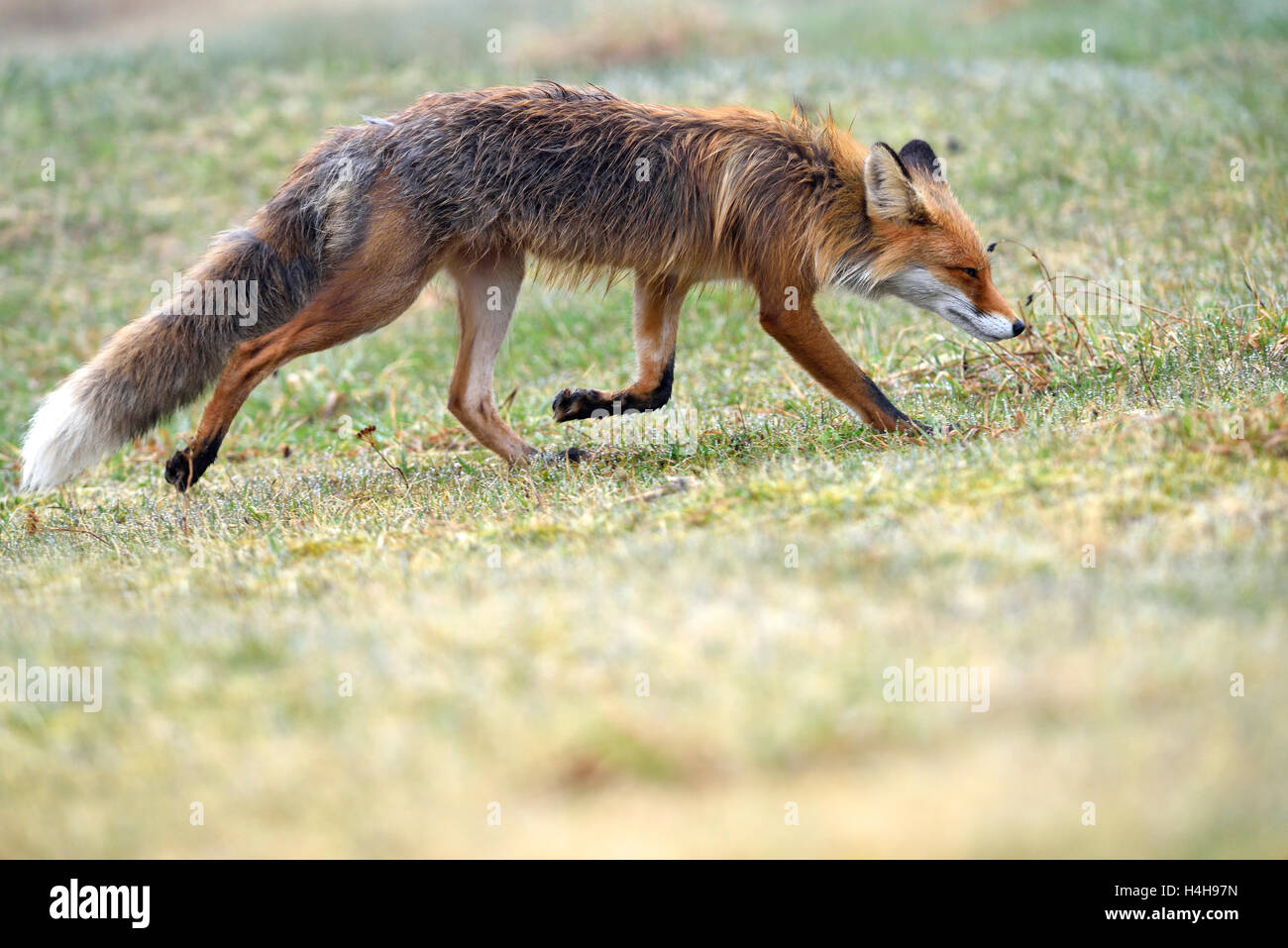 Red fox (Vulpes vulpes), Varanger, Norway Stock Photo - Alamy