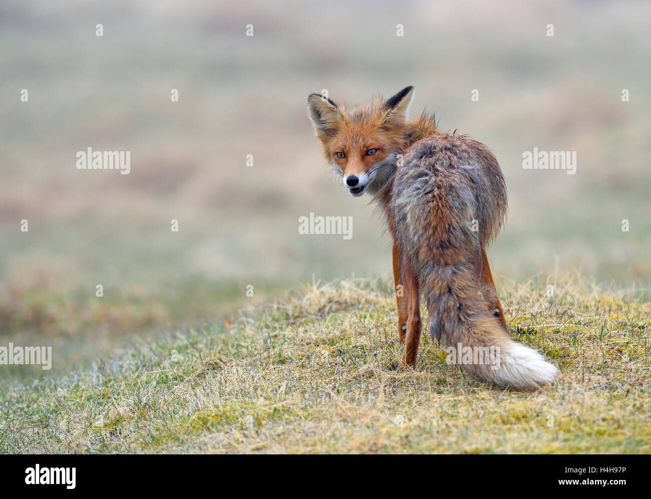 Rear view red fox hi-res stock photography and images - Alamy