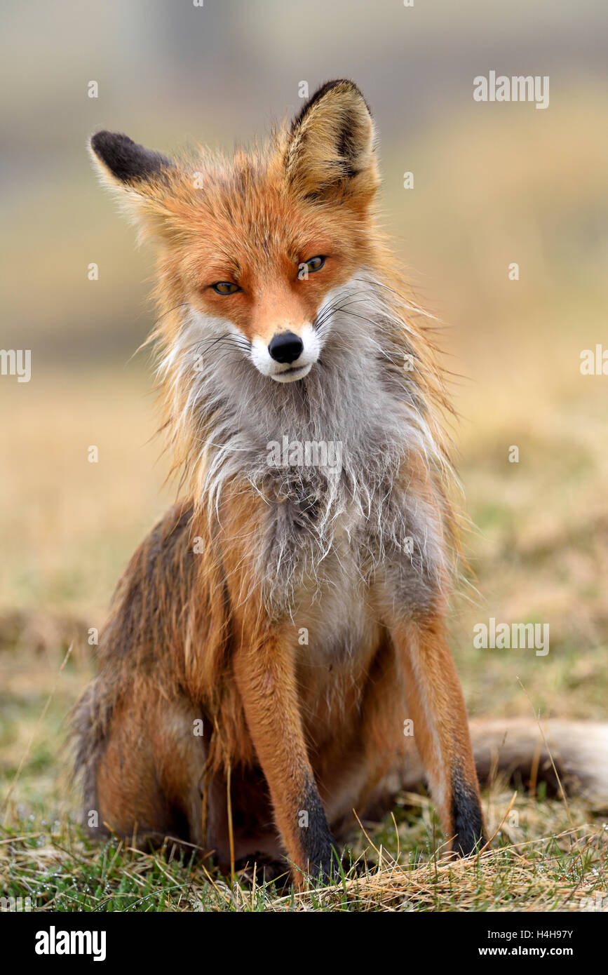 Red fox (Vulpes vulpes), Varanger, Norway Stock Photo - Alamy