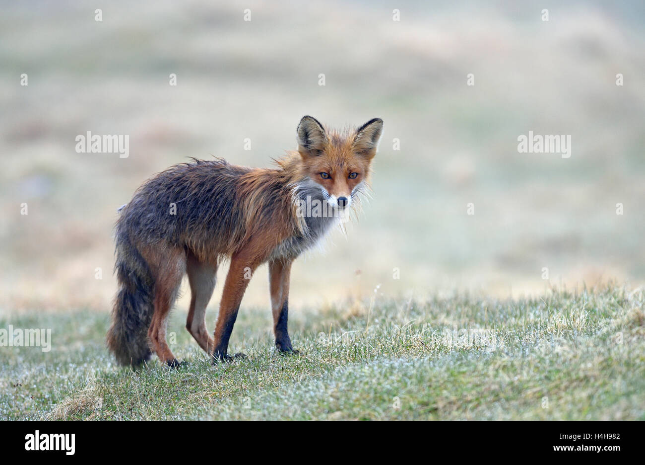 Red fox (Vulpes vulpes), Varanger, Norway Stock Photo - Alamy