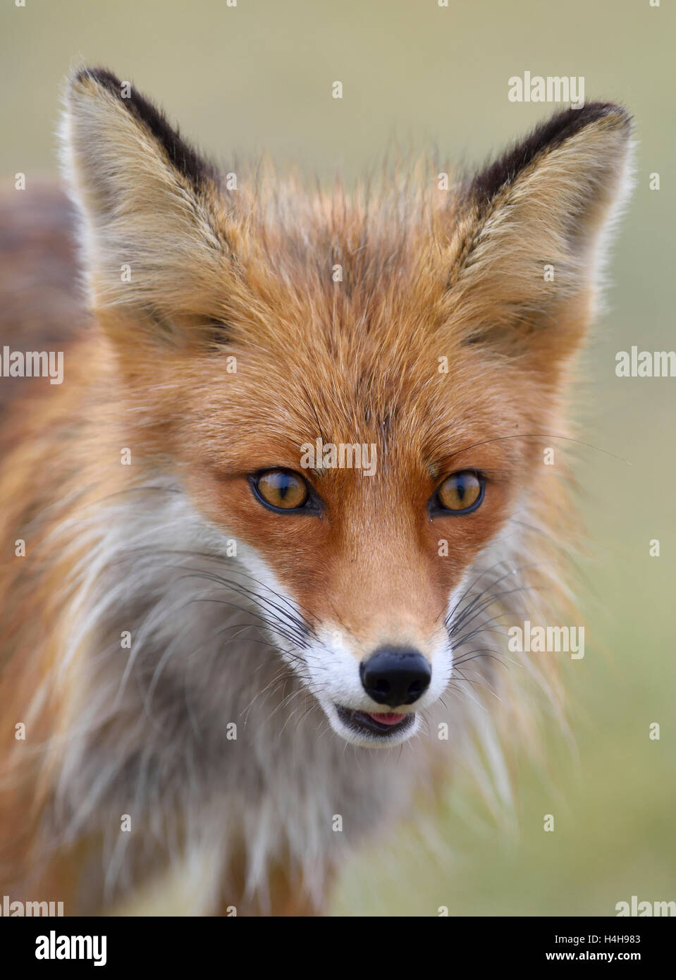 Red fox (Vulpes vulpes), portrait, Varanger, Norway Stock Photo - Alamy