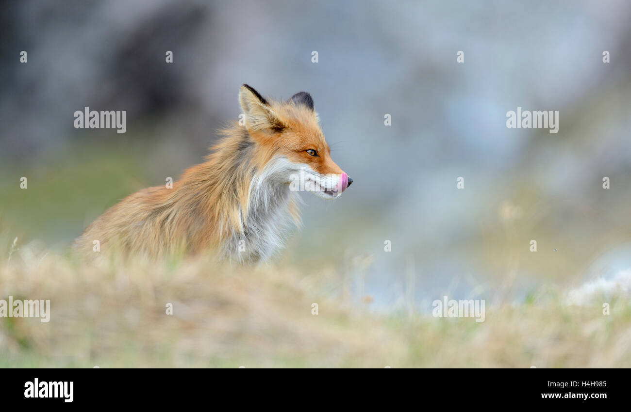 Red fox (Vulpes vulpes), Varanger, Norway Stock Photo - Alamy