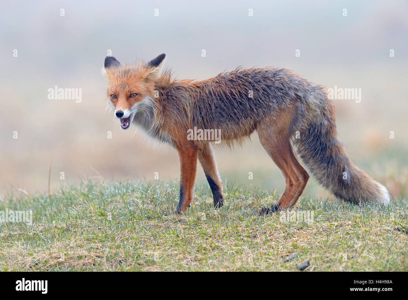 Red fox (Vulpes vulpes), Varanger, Norway Stock Photo - Alamy