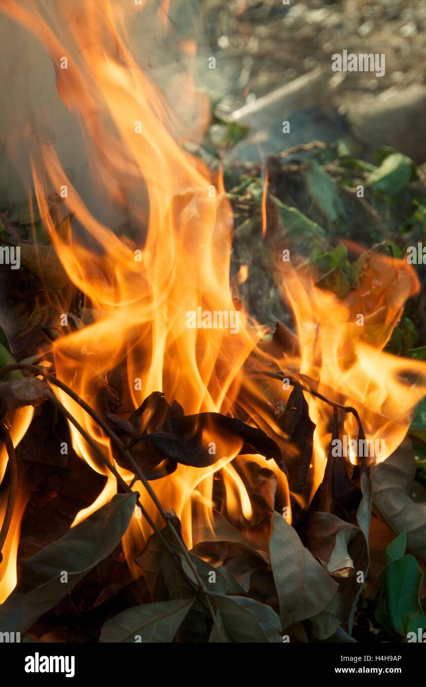 Fire leaves hi-res stock photography and images - Alamy