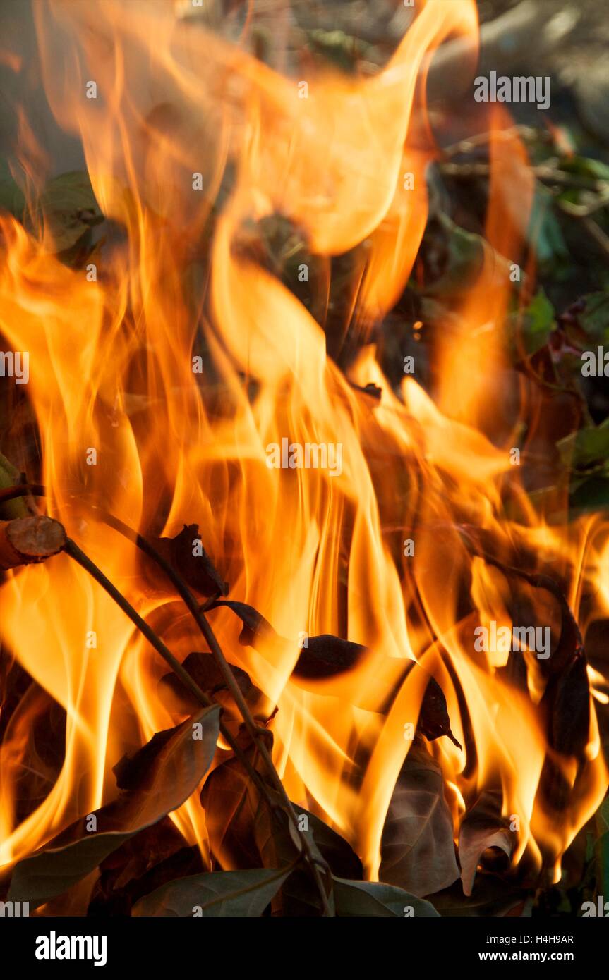 Fire leaves hi-res stock photography and images - Alamy