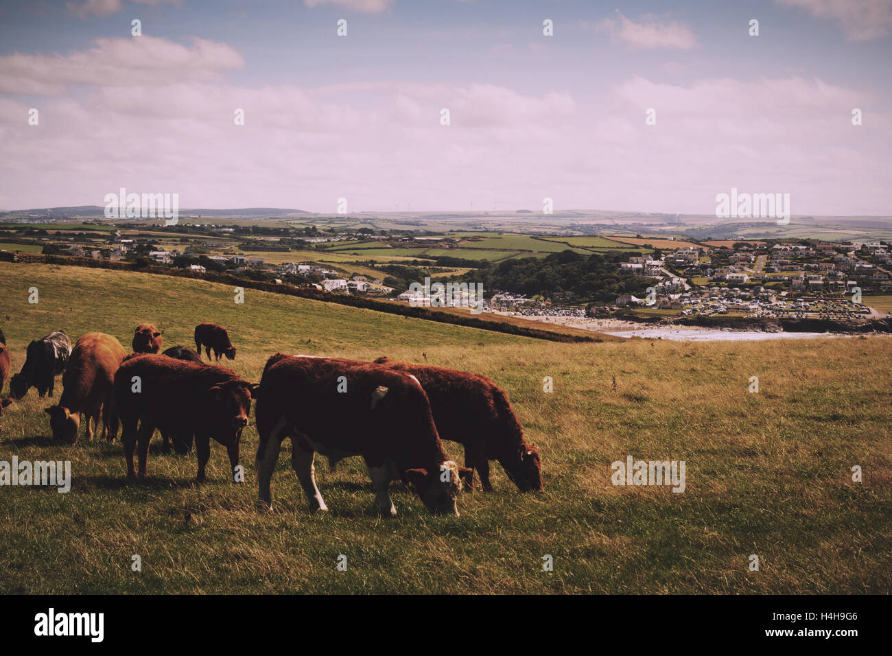 Cows grazing in a field near Polzeath, Cornwall Vintage Retro Filter ...