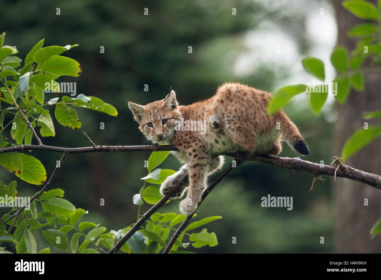 Eurasian Lynx / Eurasischer Luchs ( Lynx lynx ), cute little cub ...