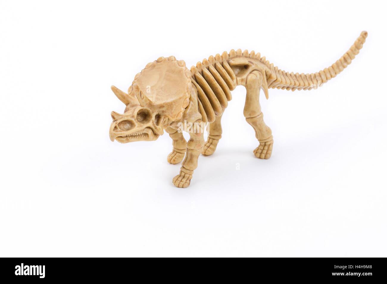 Triceratops skeleton hi-res stock photography and images - Alamy