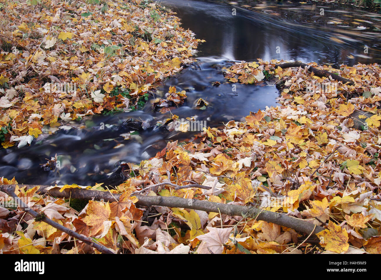 Stream and autumn leaves - long exposure Stock Photo - Alamy