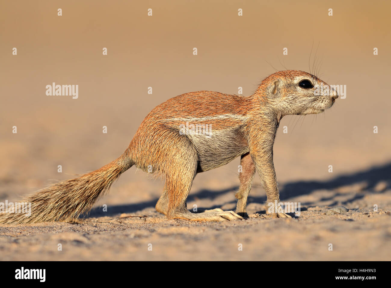 An alert ground squirrel (Xerus inaurus), Kalahari desert, South Africa ...