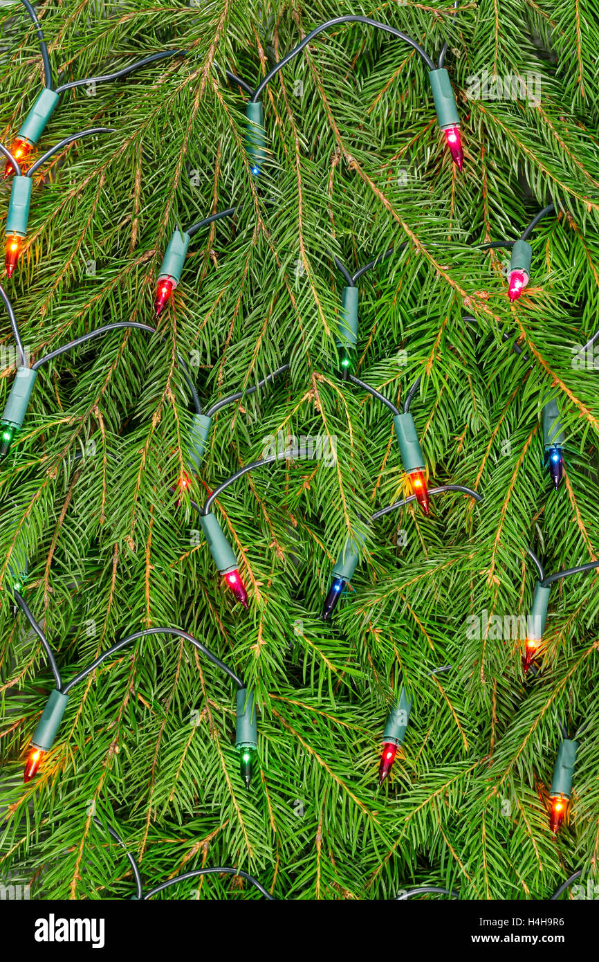 Bright fir tree green branch hi-res stock photography and images - Alamy
