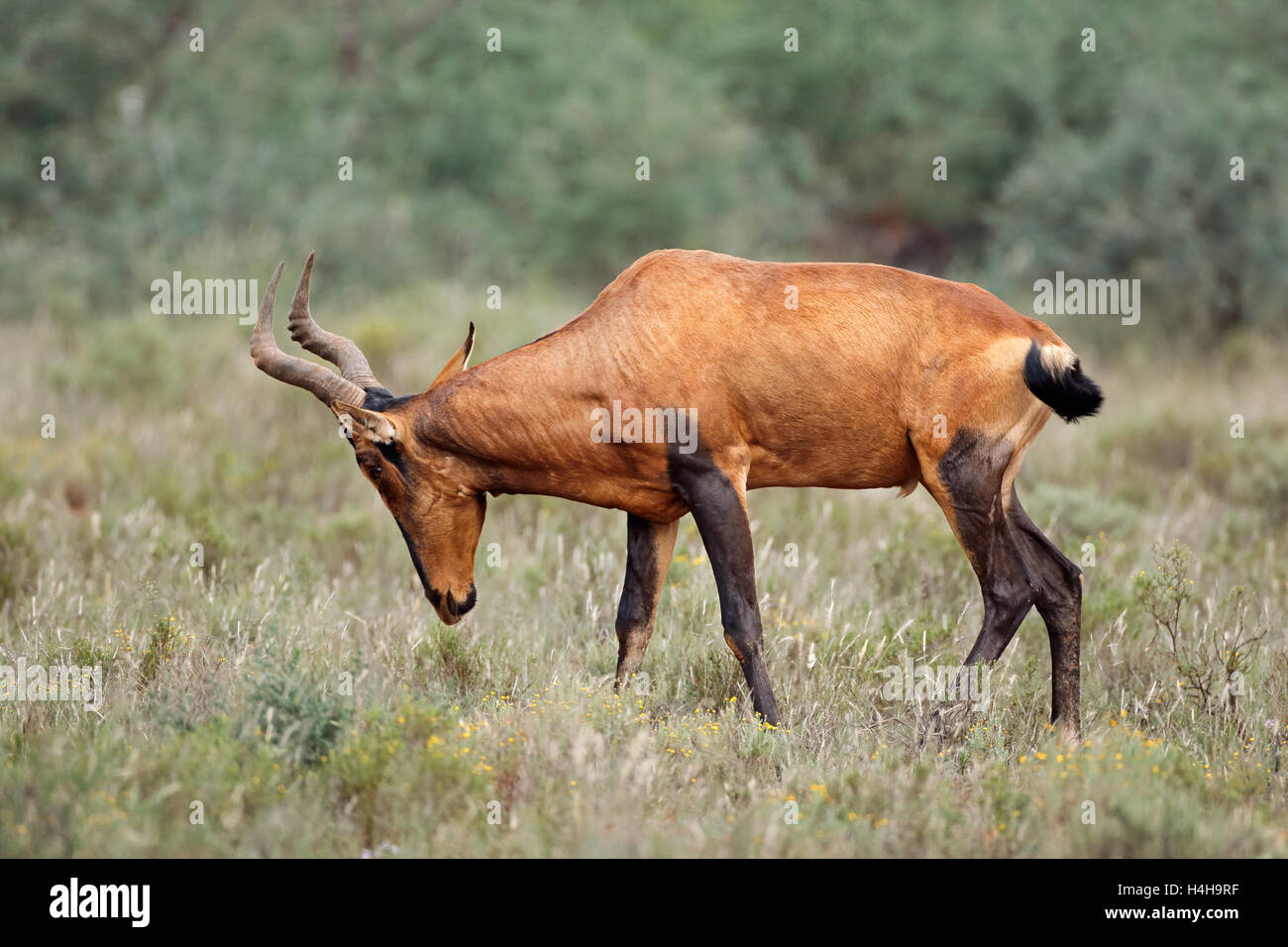 A red hartebeest antelope (Alcelaphus buselaphus) in natural habitat ...