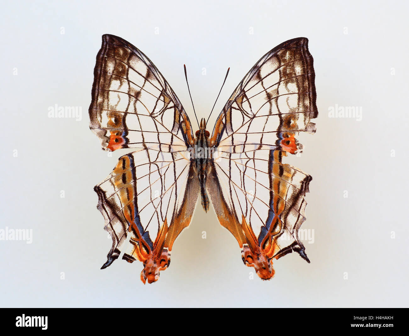 The Common Map (Cyrestis thyodamas) specimen isolated Stock Photo - Alamy