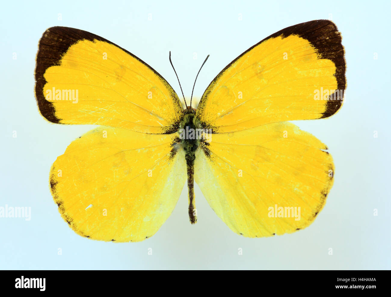 Three-spot Grass Yellow (Eurema blanda) specimen Stock Photo - Alamy
