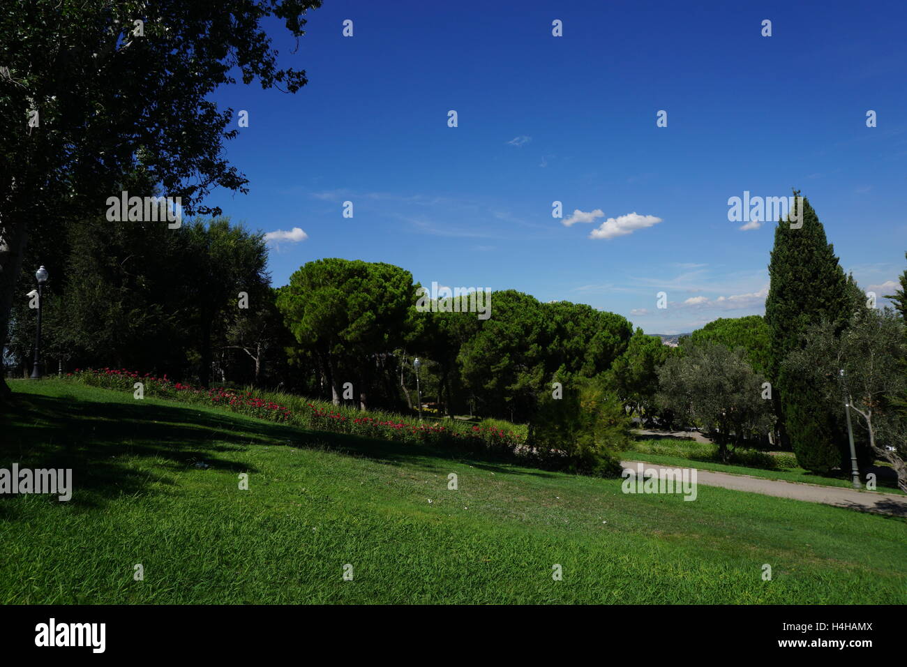 trees sloping in the park Stock Photo - Alamy