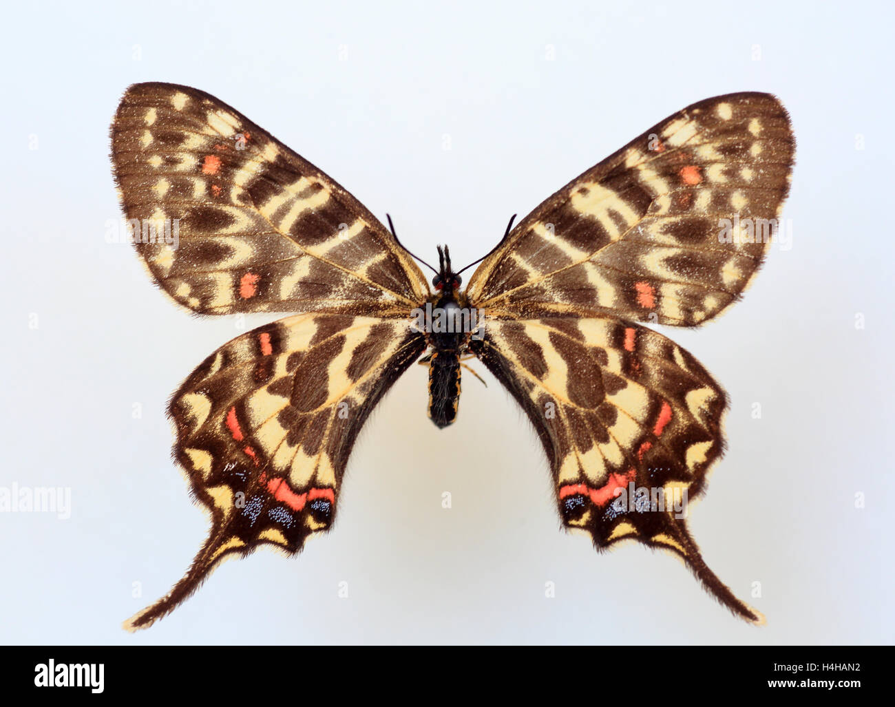 Dragon swallowtail(Sericinus montela) specimen isolated Stock Photo - Alamy