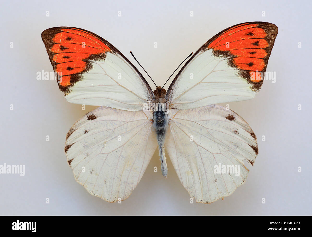 Great Orange Tip (Hebomoia glaucippe) specimen isolated Stock Photo - Alamy