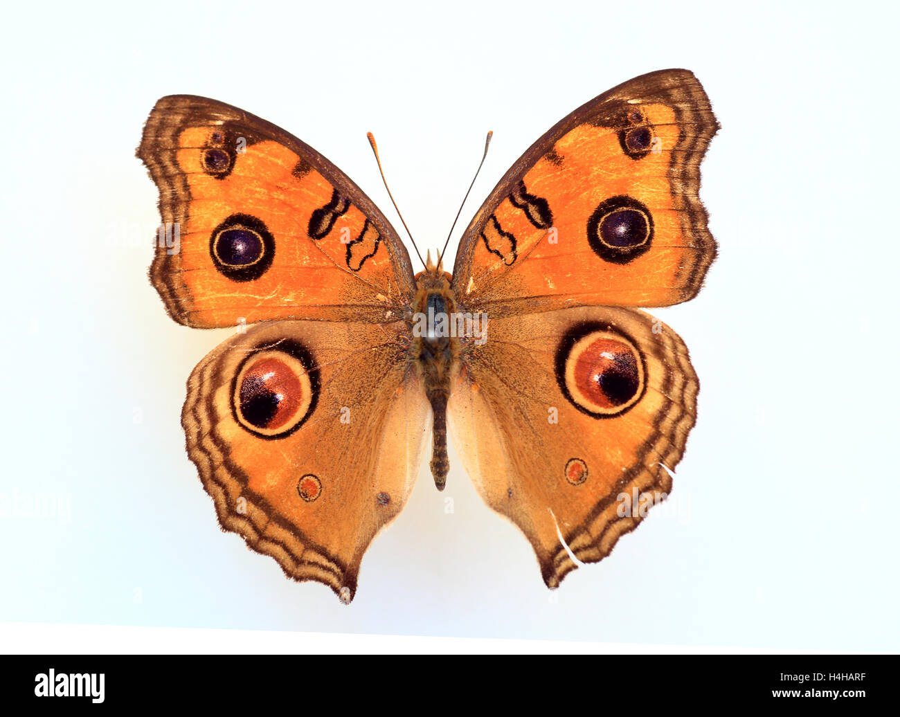 Peacock pansy (Junonia almana) specimen isolated Stock Photo - Alamy