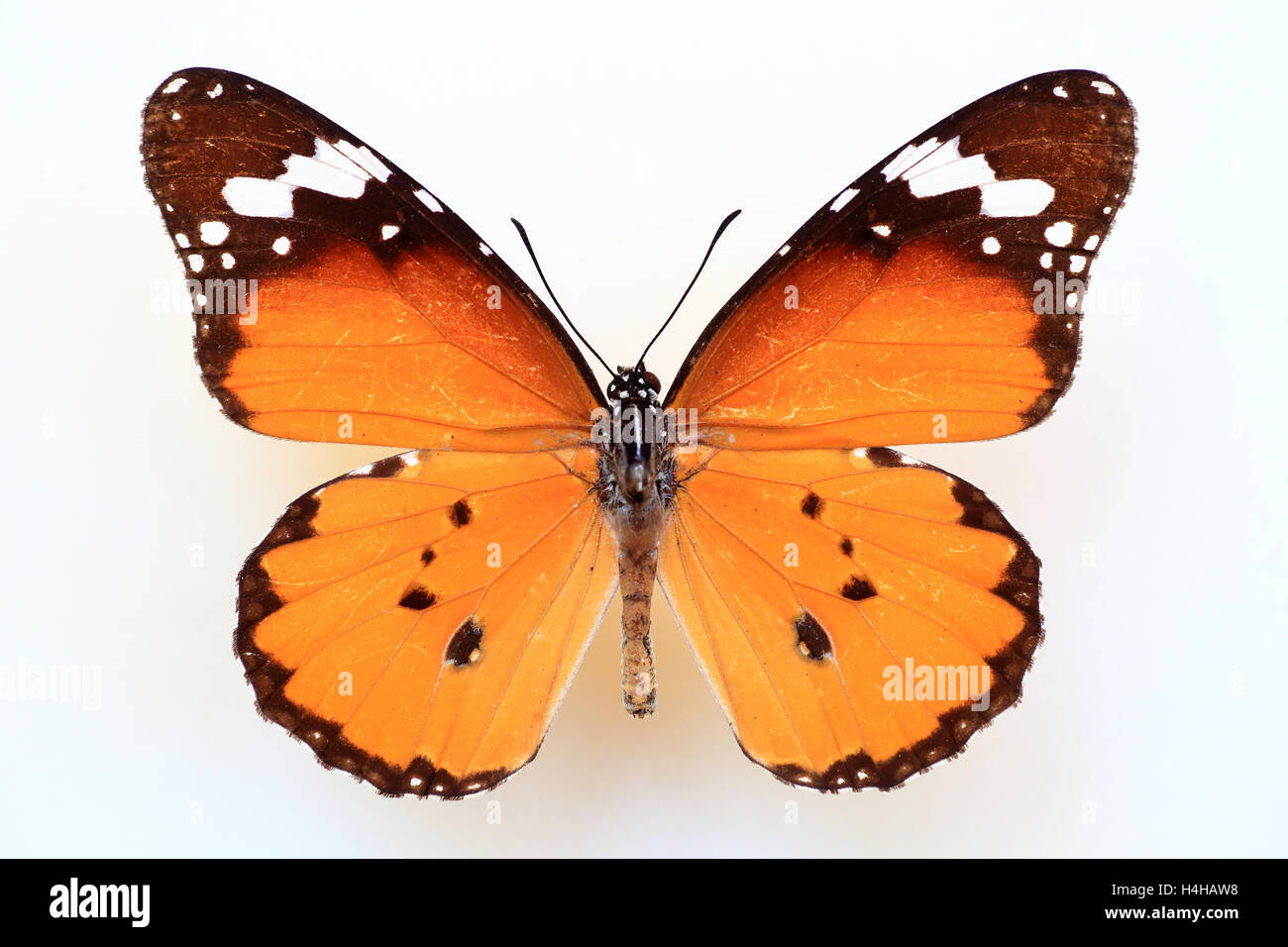African monarch or plain tiger (Anosia chrysippus) specimen isolated ...