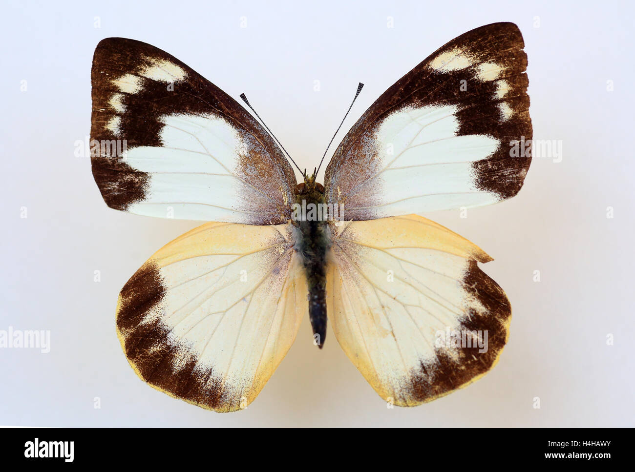 Appias paulina hi-res stock photography and images - Alamy