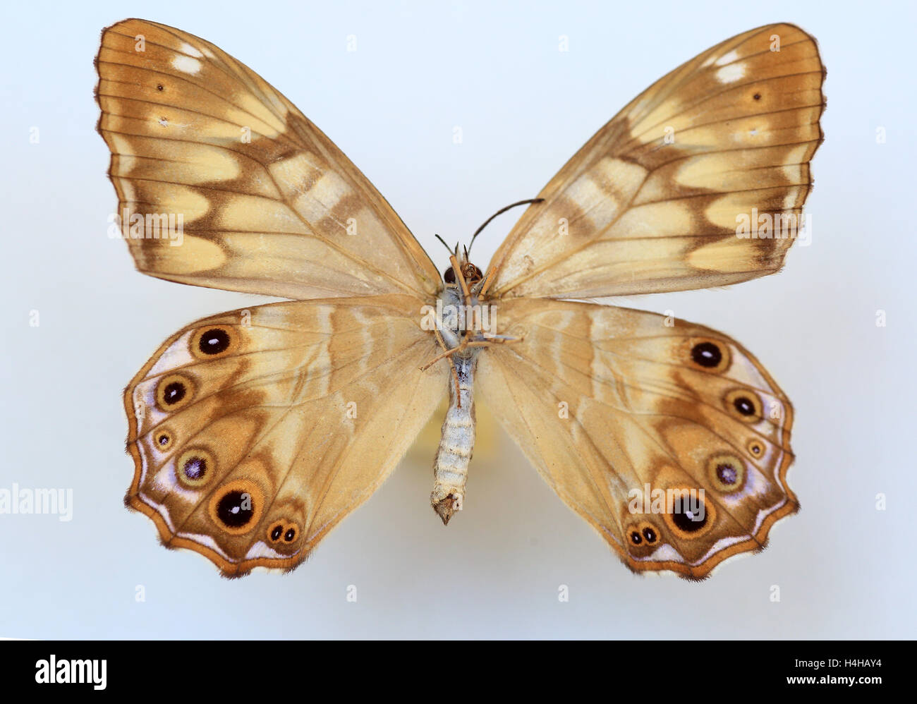 Small Labyrinth(Zophoessa callipteris)specimen isolated Stock Photo - Alamy