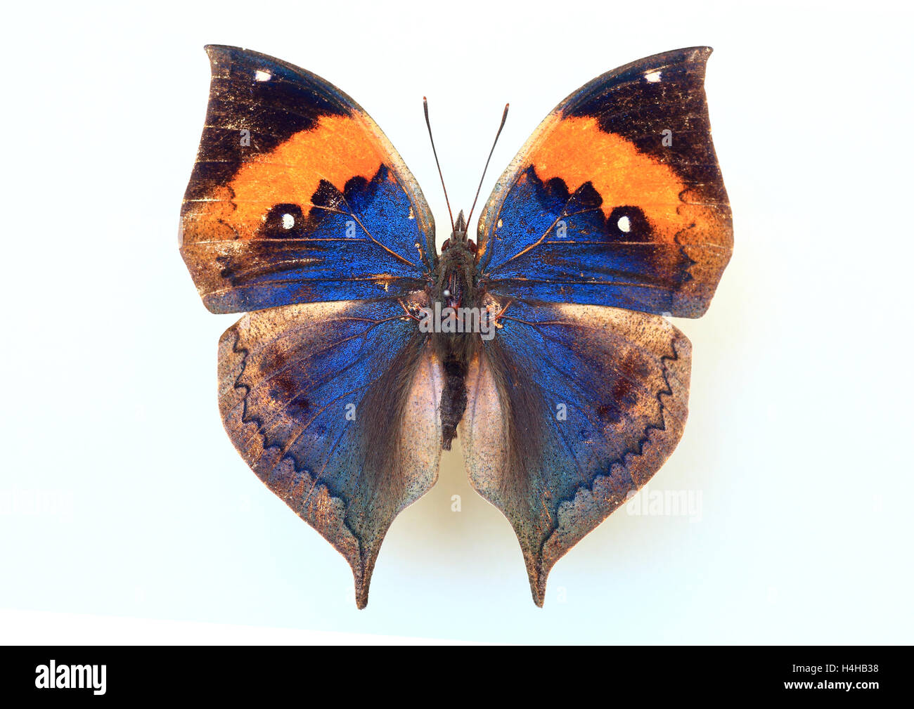 Orange Oakleaf (Kallima inachus) specimen isolated Stock Photo - Alamy