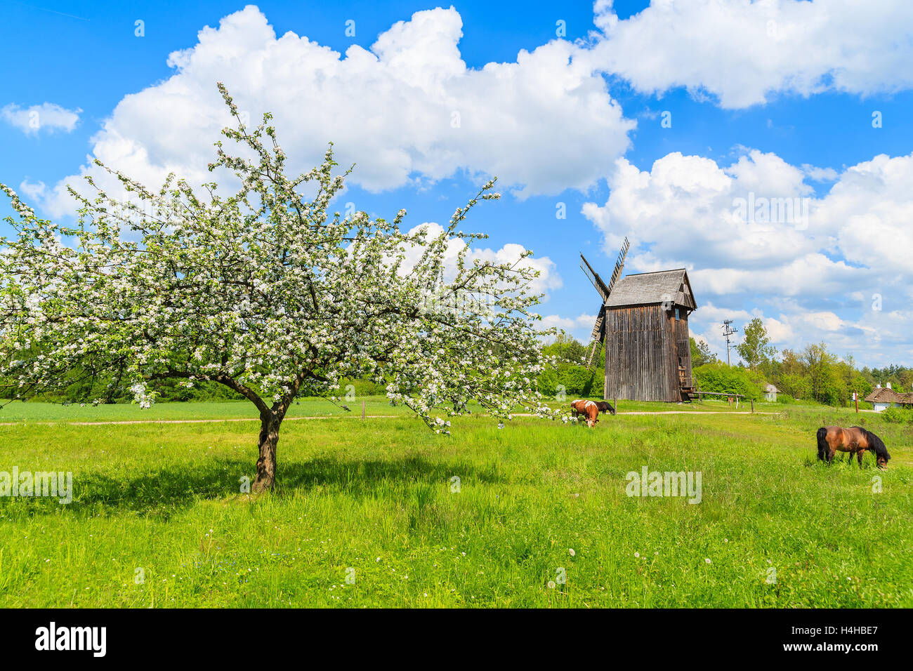 Blooming apple tree on green meadow with cow and horse grazing with ...