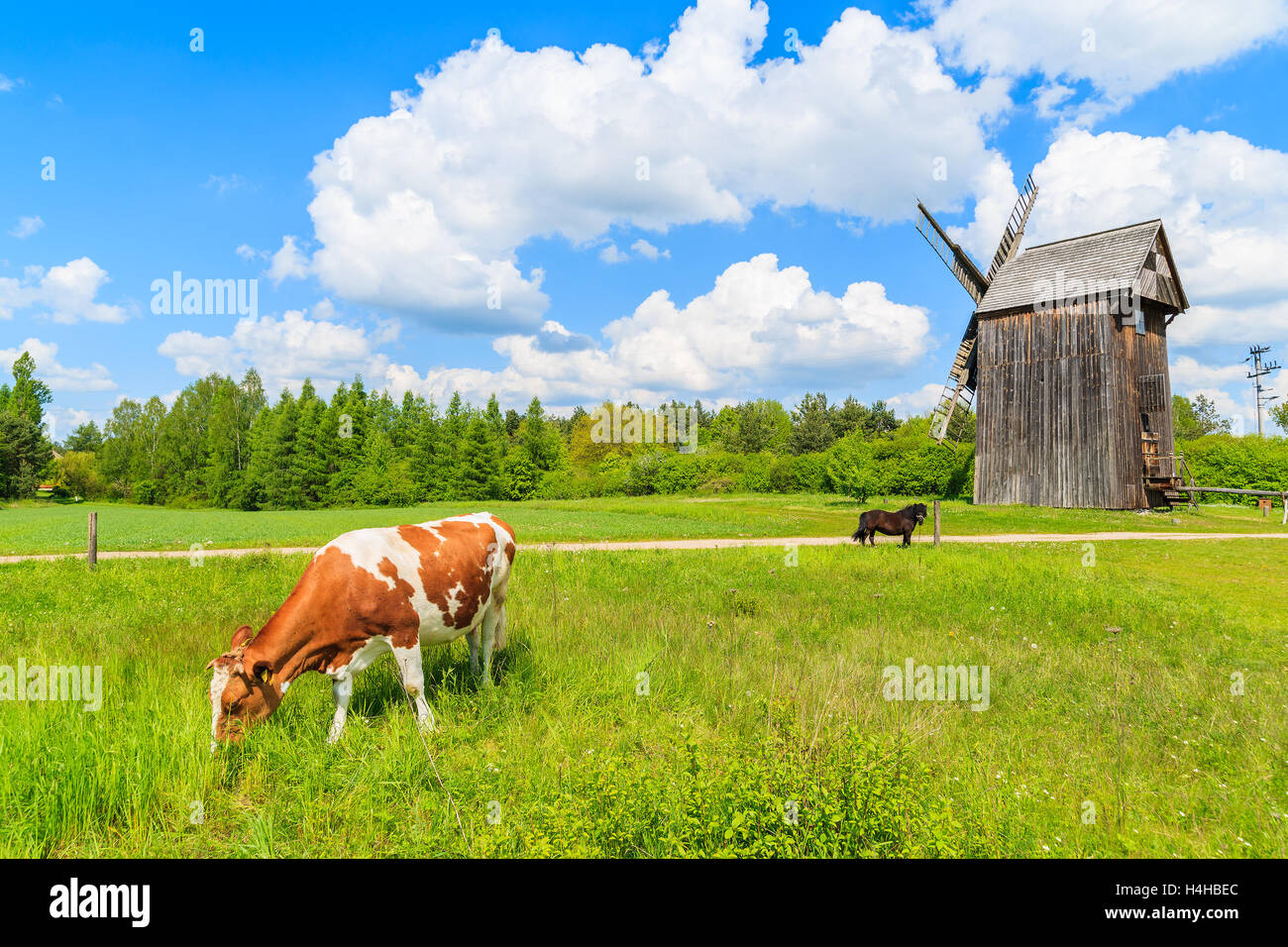 Cow grazing on green meadow with traditional wooden windmill in ...