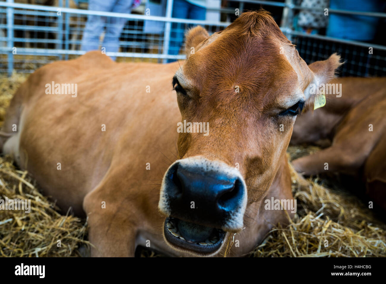 A cow at a country fare in London Stock Photo - Alamy
