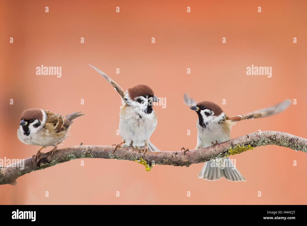 angry birds fighting in the sky spring funny wings to fly to play the ...