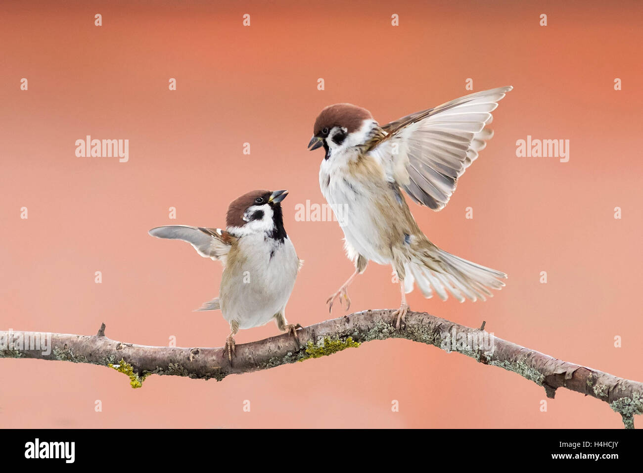 Black Angry Bird Flying