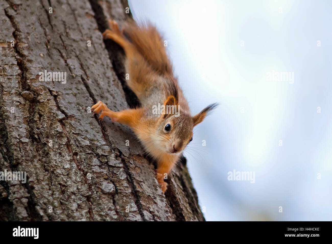 Crawling down tree hi-res stock photography and images - Alamy