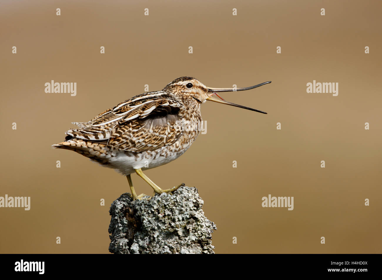 Distal rhynchokinesis hi-res stock photography and images - Alamy